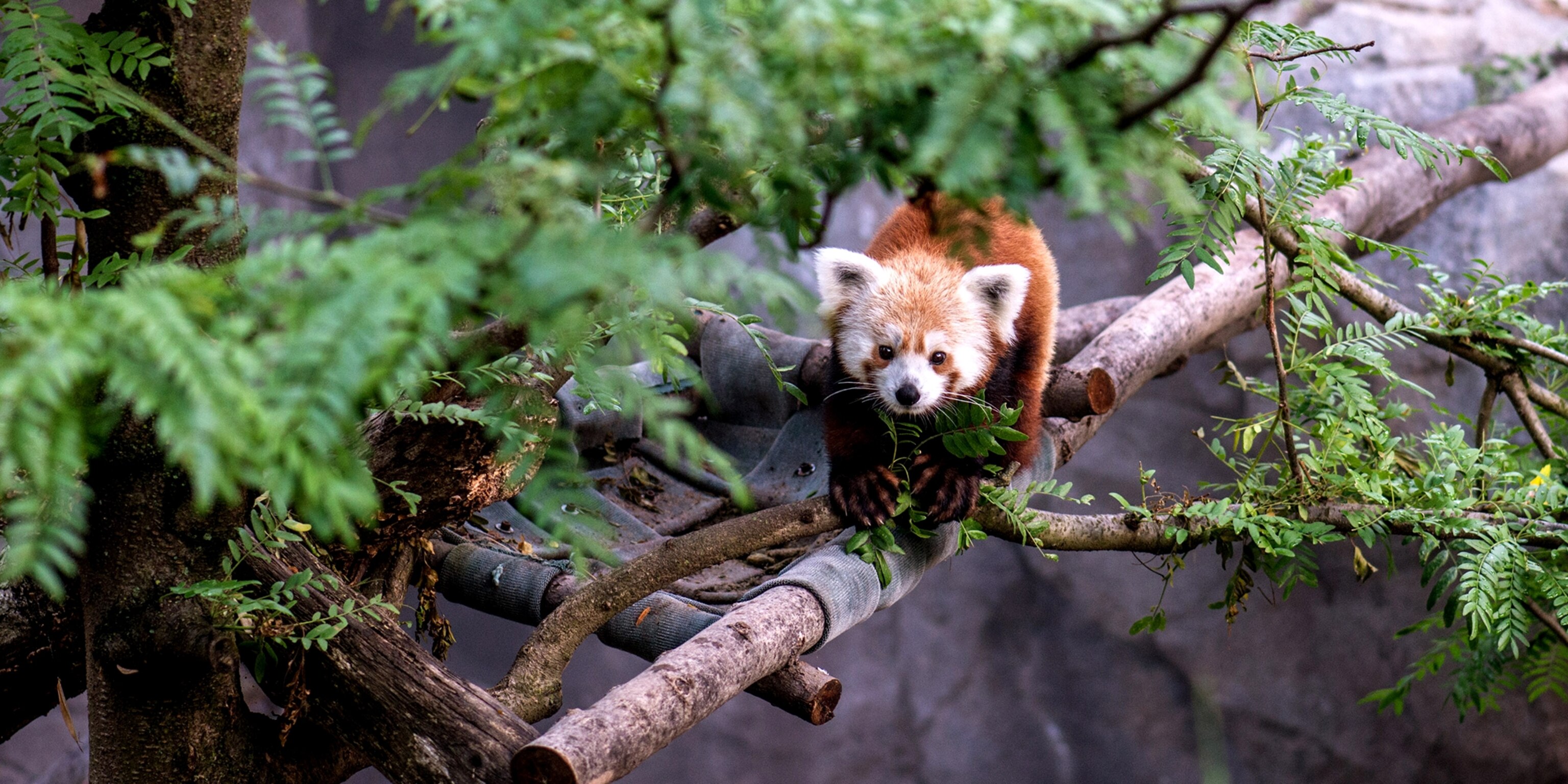 National Zoo Animals