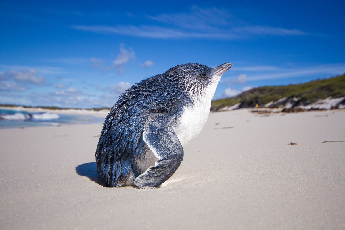 Delightful Pictures Show How Animals Enjoy Sunbathing