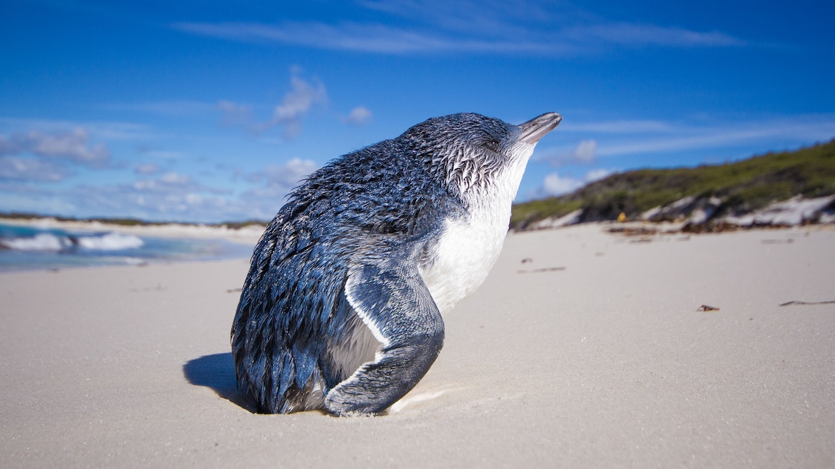 Delightful Pictures Show How Animals Enjoy Sunbathing | National Geographic