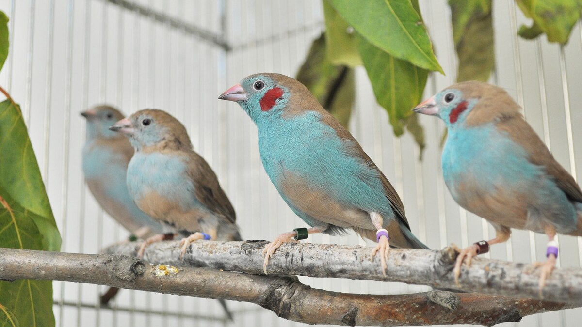 Tap-Dancing Birds Revealed For First Time in New Video | National ...