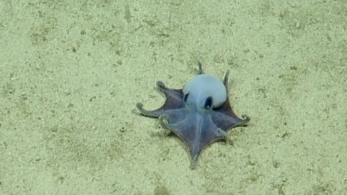 The color of this new and unusual blue octopus is what helps it survive ...