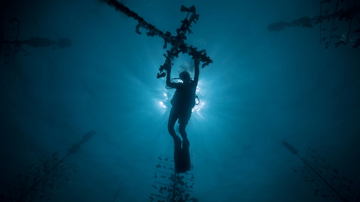 How can I get involved in coral reef restoration projects? | National ...