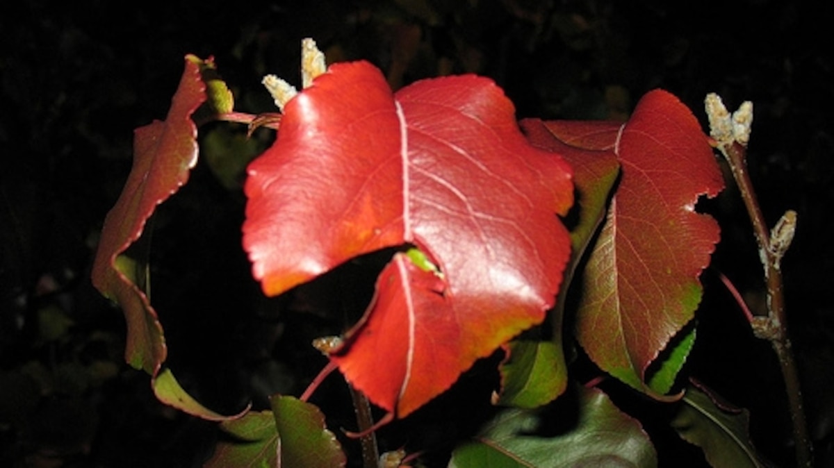 Scientists transform scar tissue into beating heart muscle | National ...