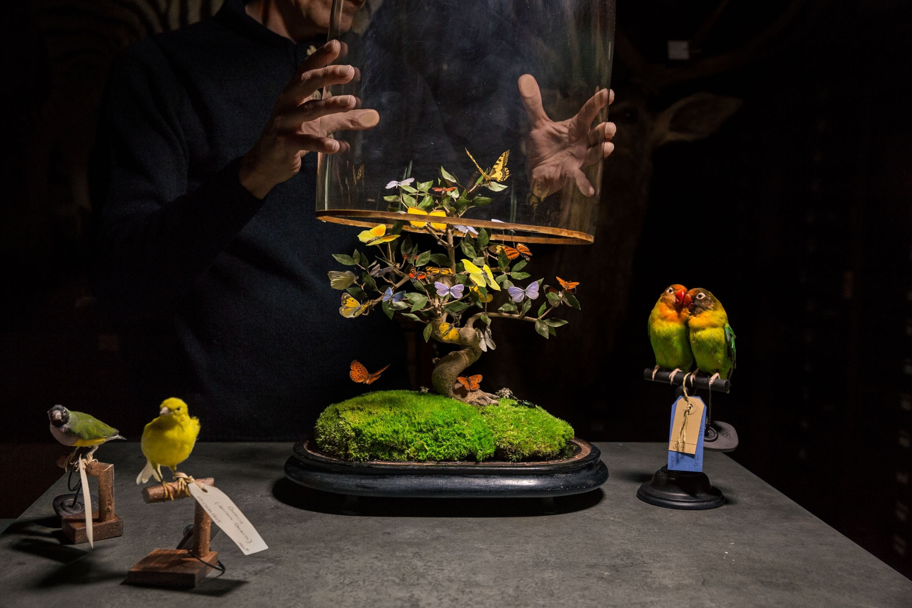 Inside the Murky World of Butterfly Catchers