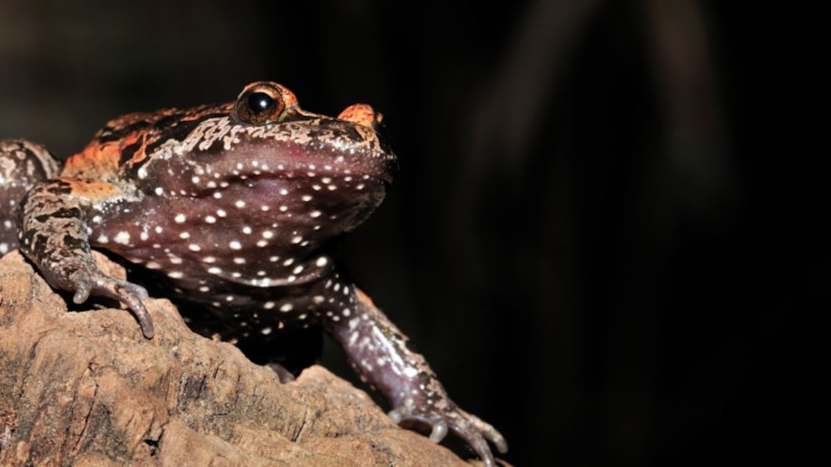 Reports of Frog’s Extinction Have Been Greatly Exaggerated | National ...