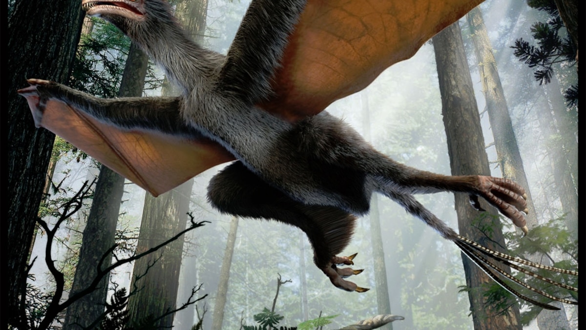 Chinese Dinosaur Had Bat-Like Wings and Feathers | National Geographic