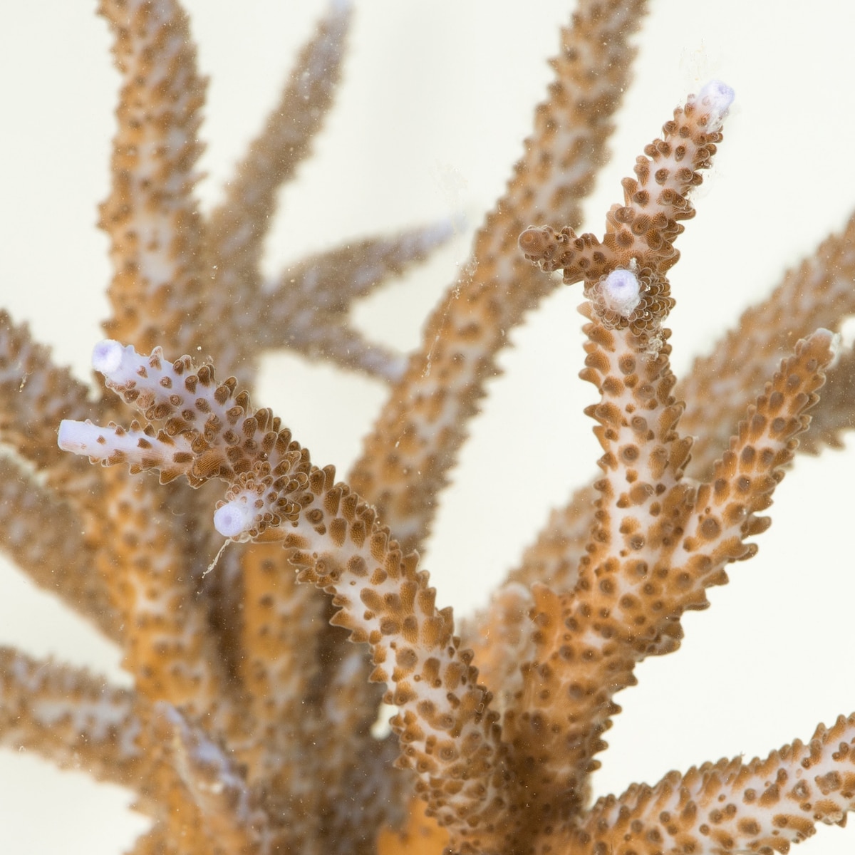 Staghorn coral, facts and photos