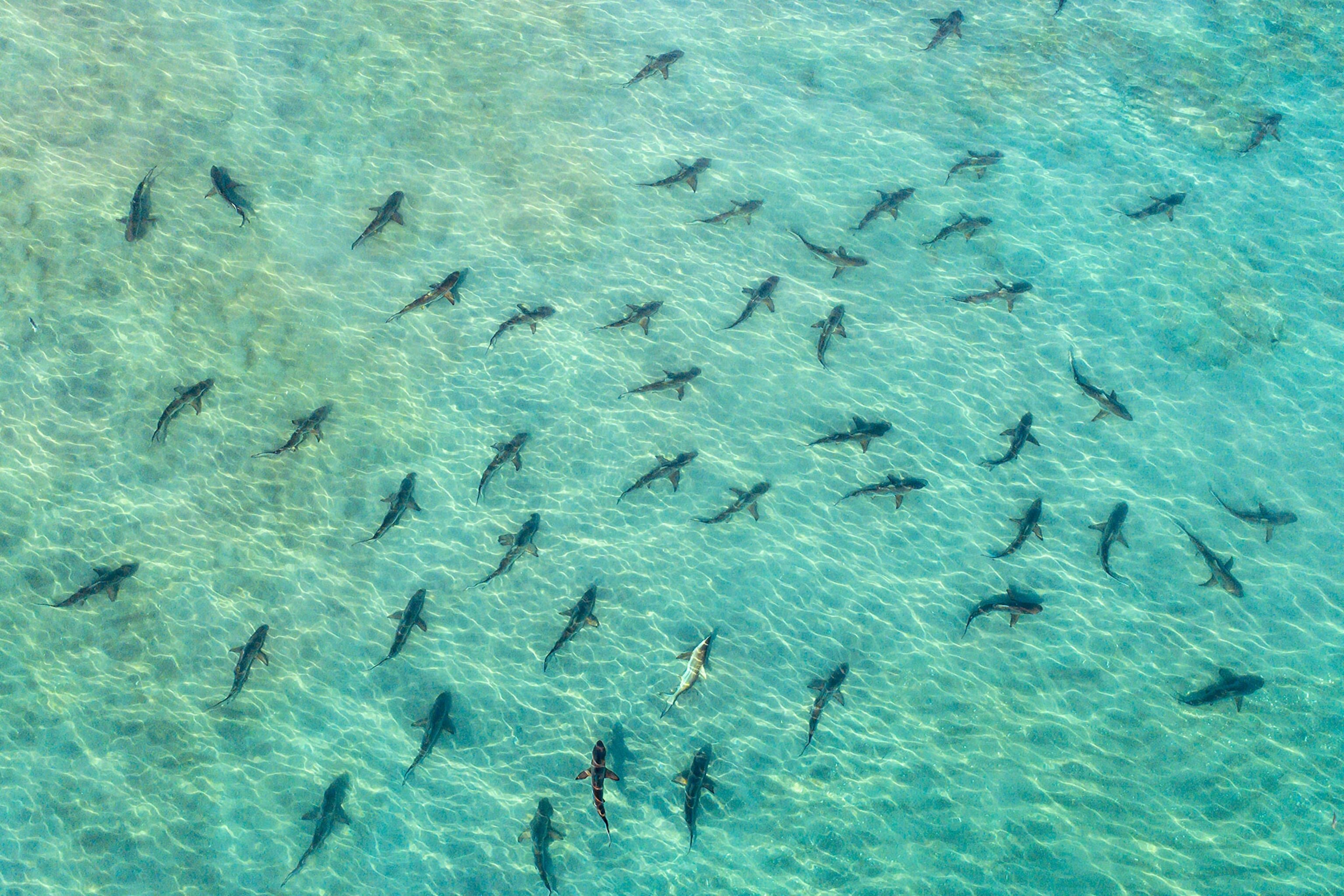 17 Amazing Aerial Photos of Animals
