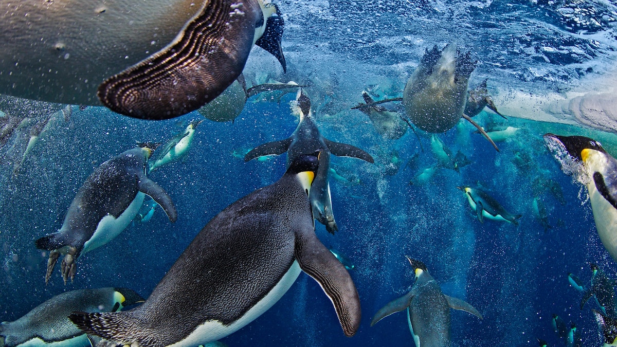 Pictures: Best Wild Animal Photos of 2012 Announced | National Geographic