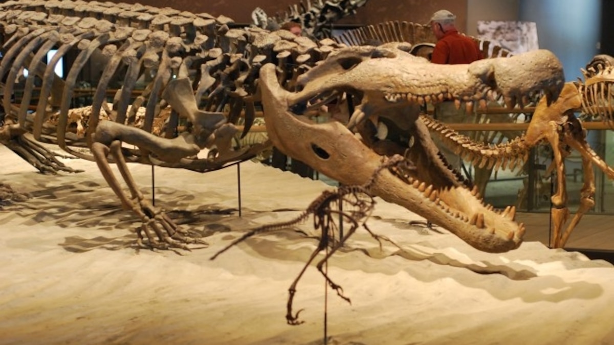 What a Croc! | National Geographic