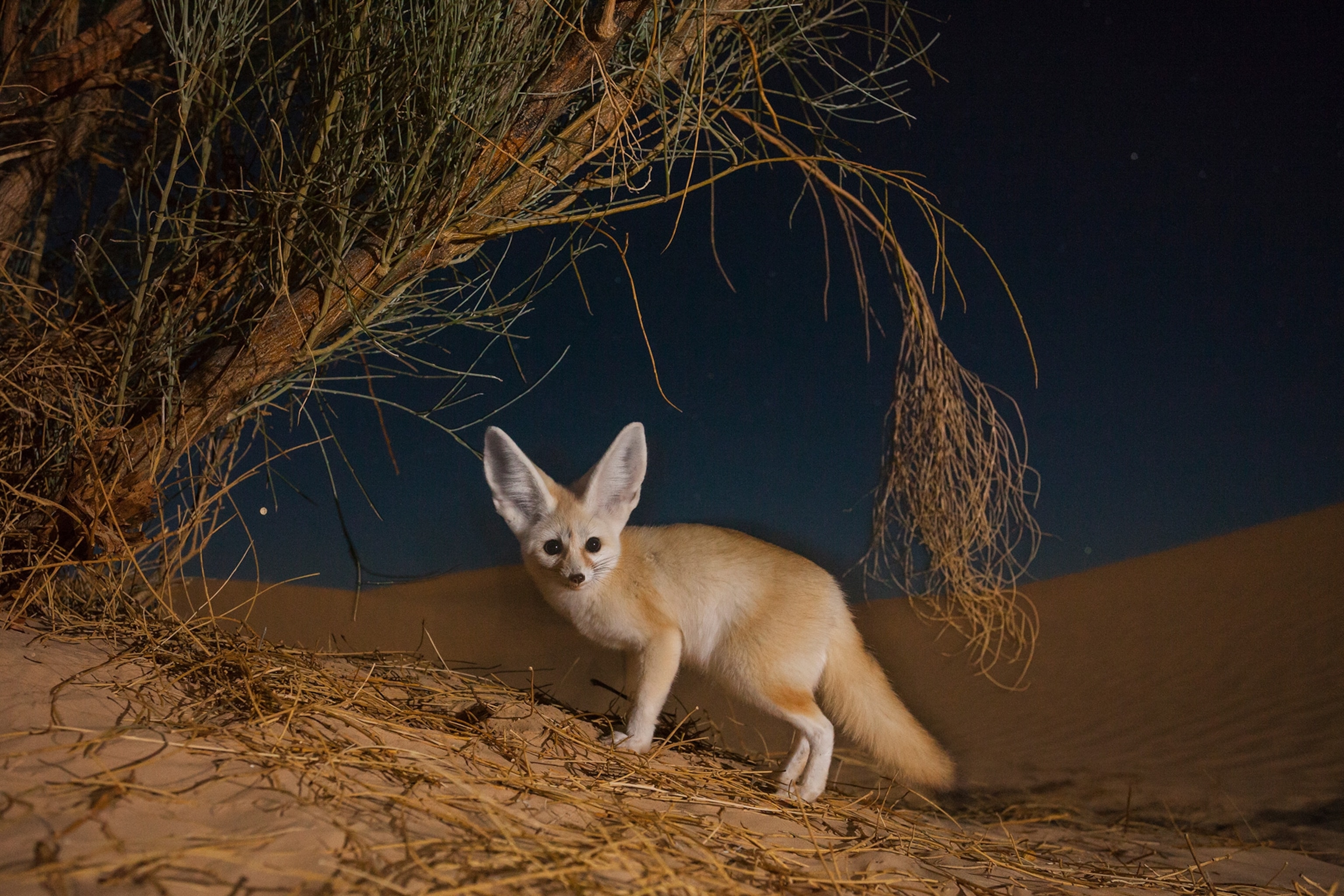 Meet the animals that survive extreme desert conditions