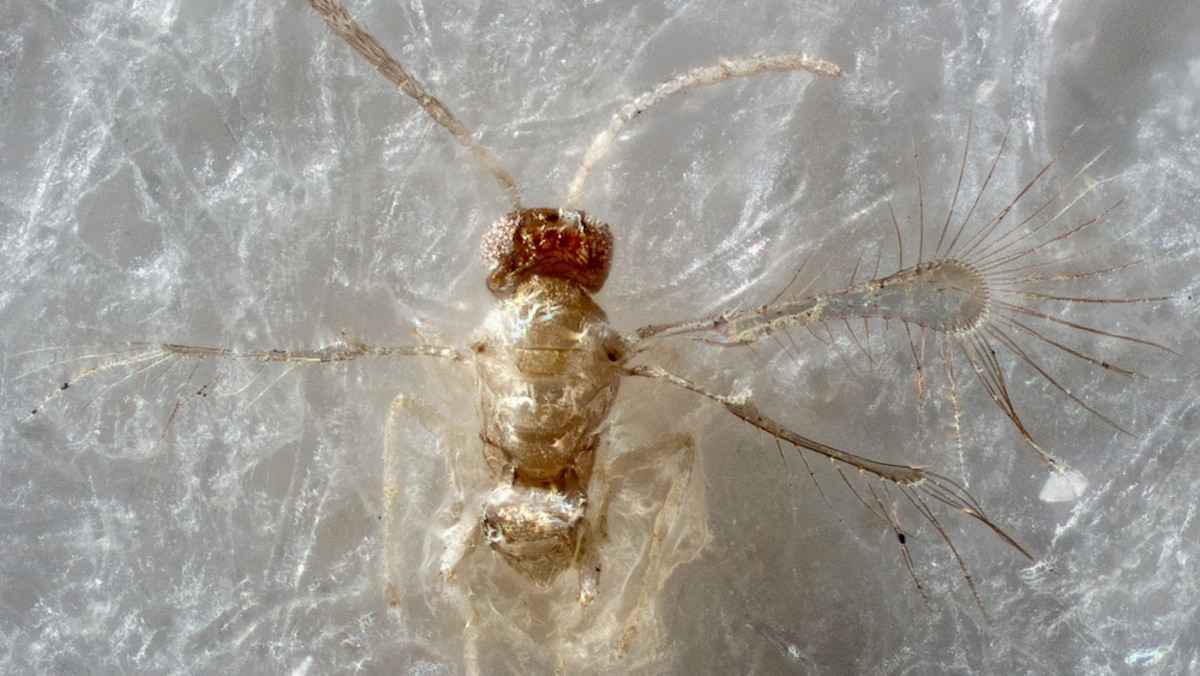 Pictures: 6 Ridiculously Tiny Creatures | National Geographic