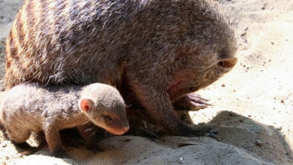 Cultured mongooses pass on traditions | National Geographic
