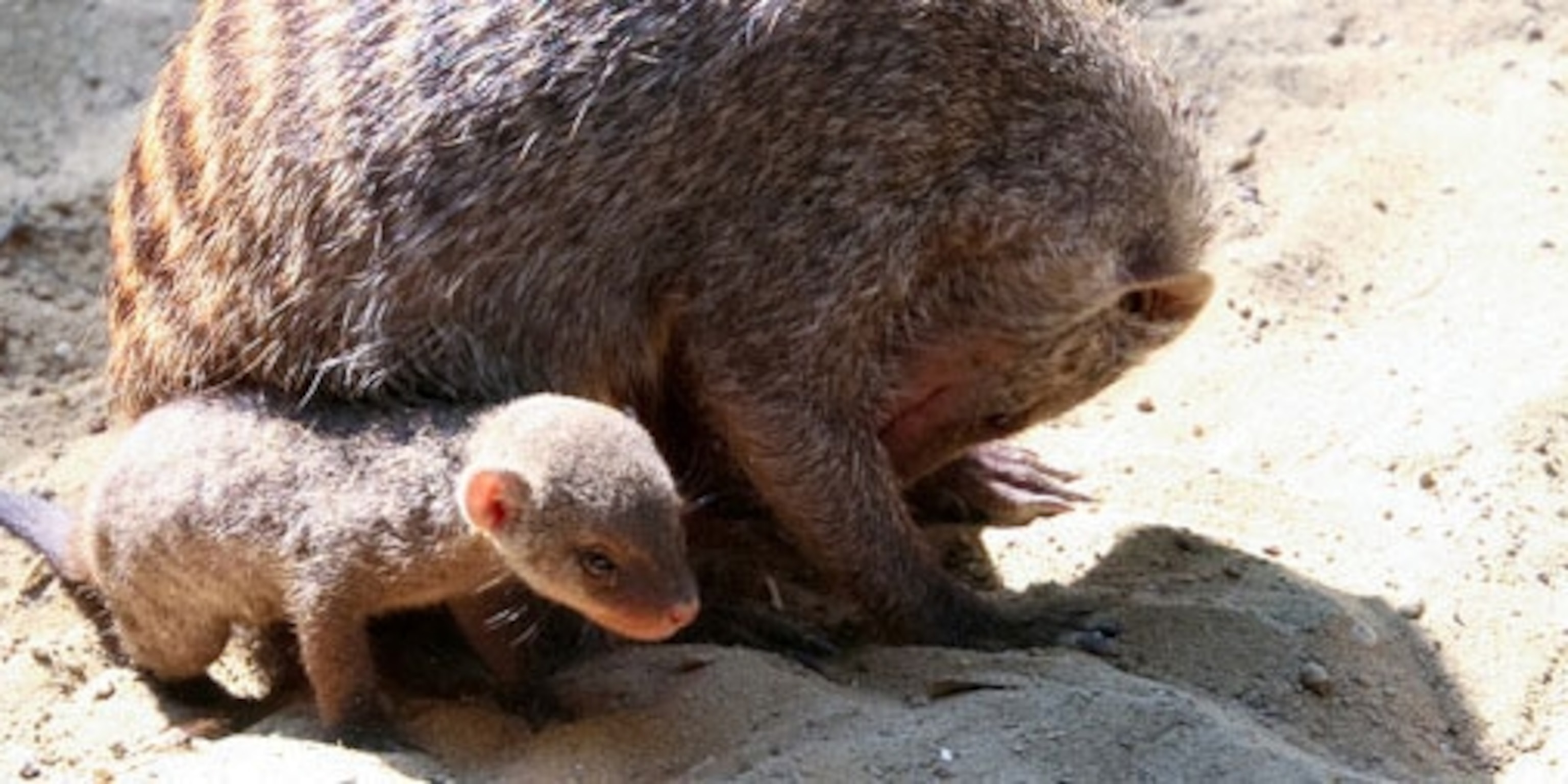 Cultured mongooses pass on traditions