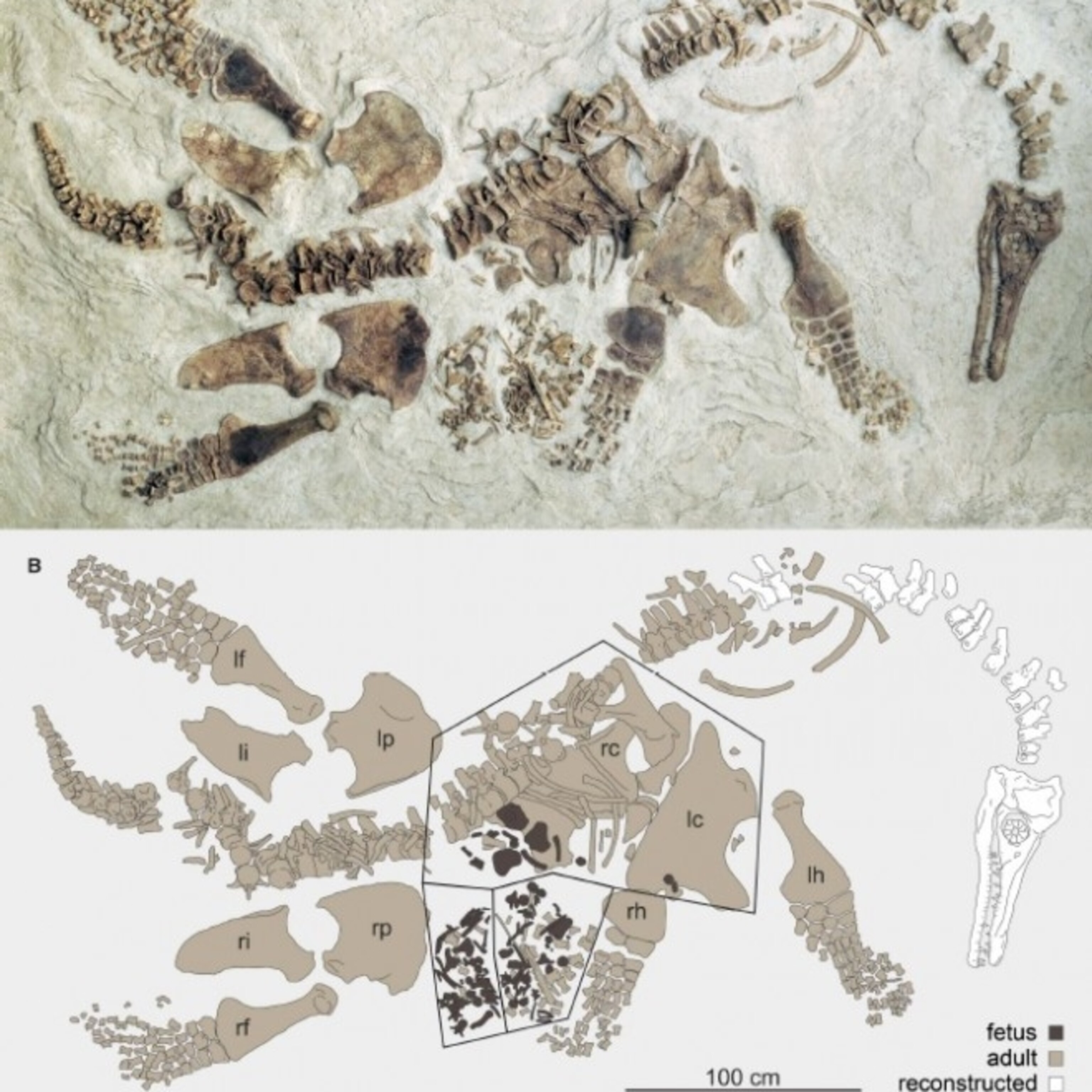 Repost: Polycotylus – The Good Mother Plesiosaur?