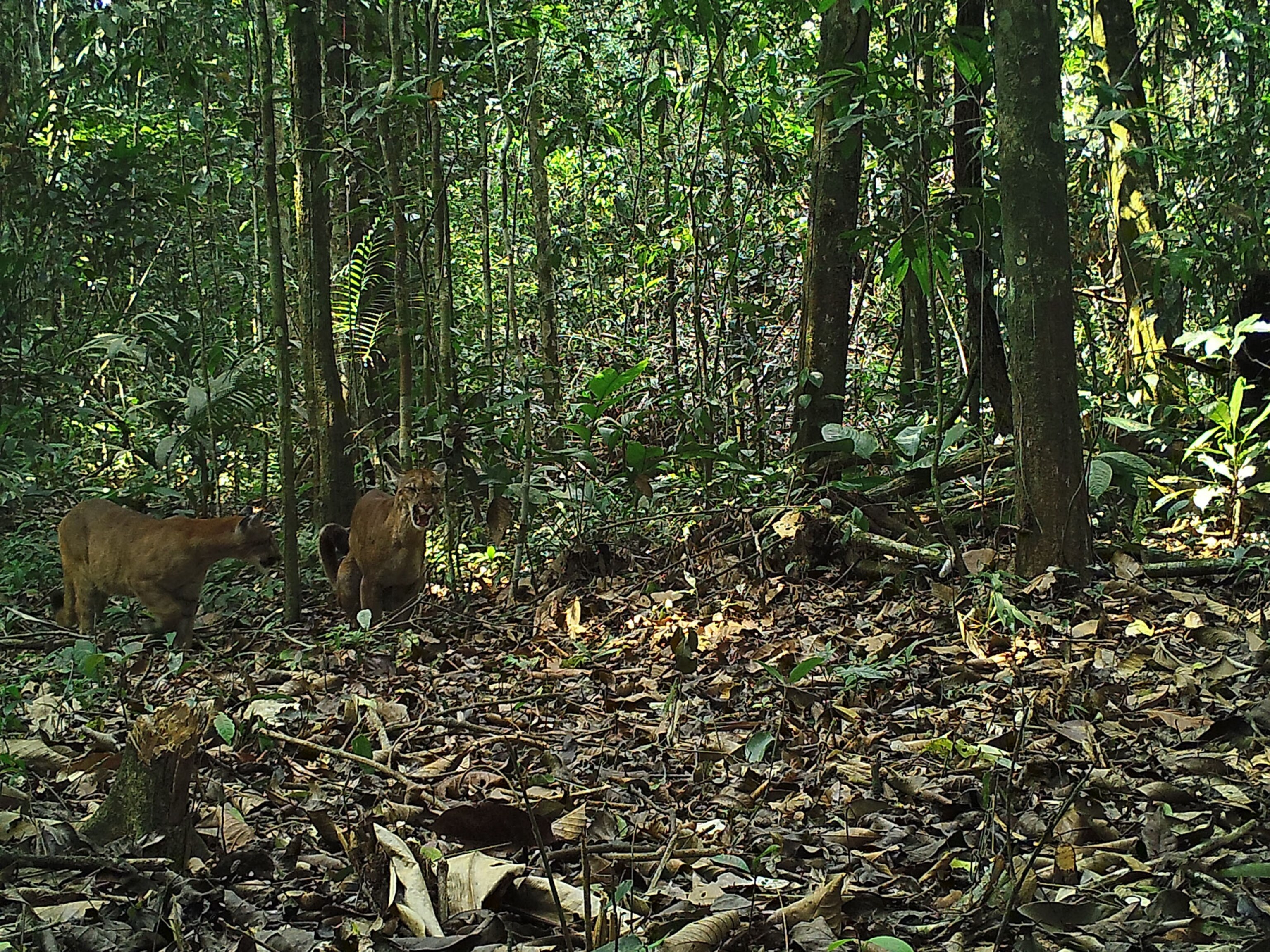 Exclusive: Jungle Puppies Captured on Film for the First Time