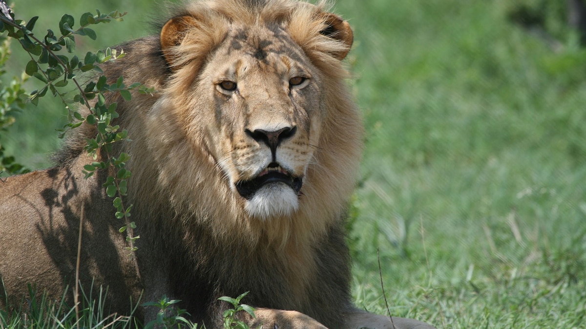 Cecil the Lion’s Death Won’t Stop Trophy Hunting, Author Says ...