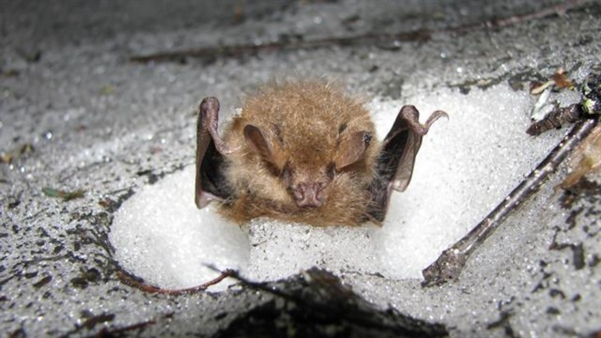 These Japanese Bats Make Tiny Igloos to Survive the Winter | National ...