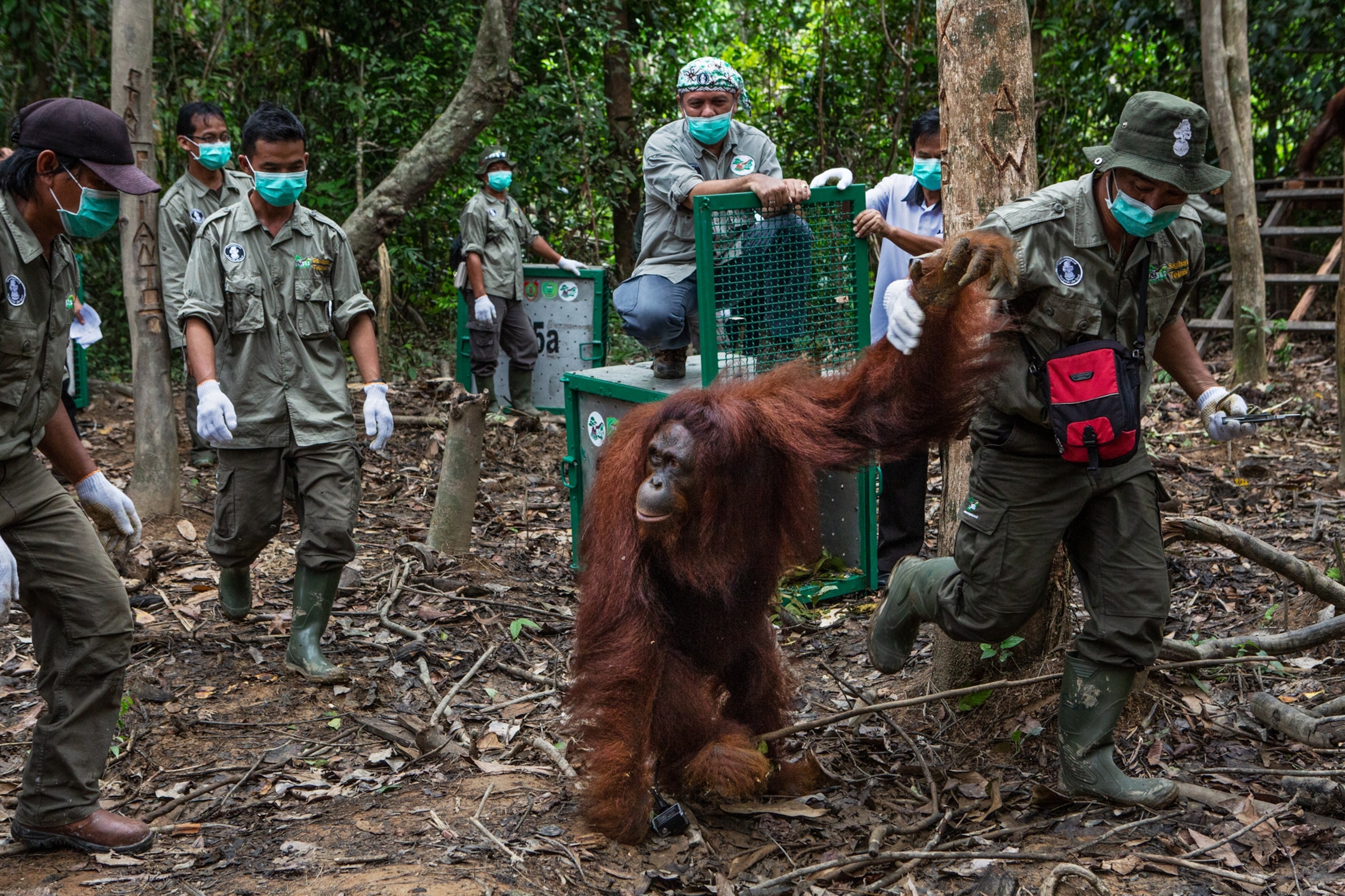 Palm oil is unavoidable. Can it be sustainable?