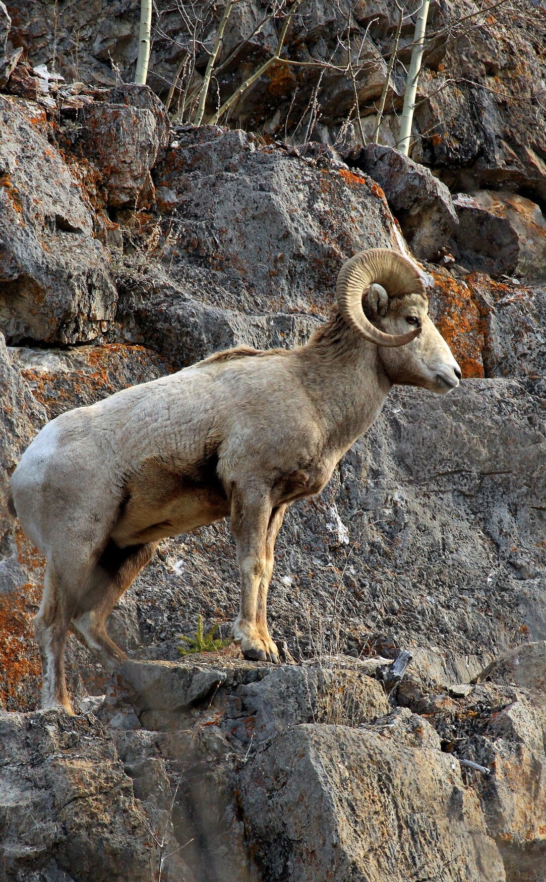 National Geographic Sheep