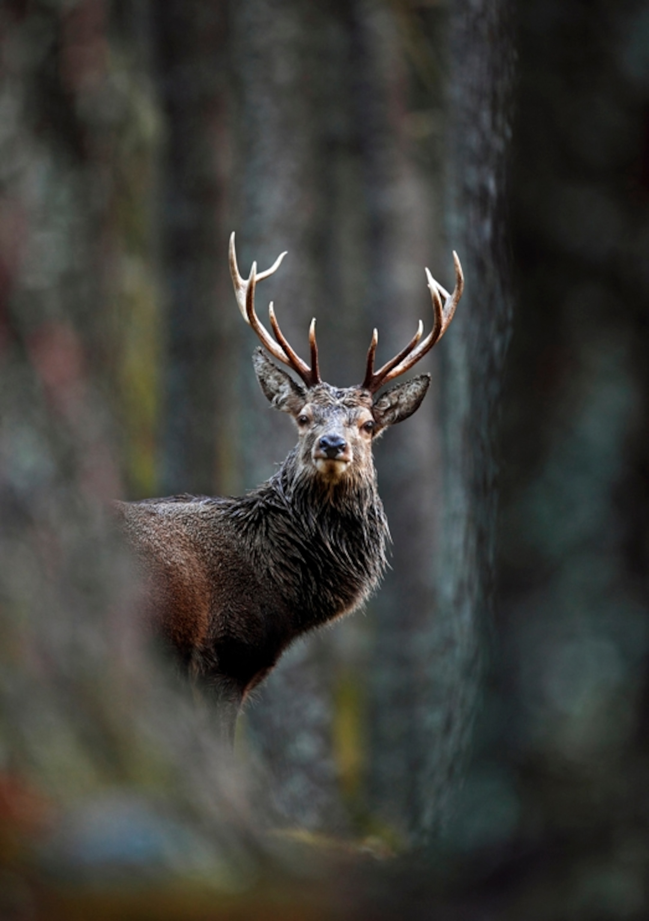 Best Wildlife Pictures - British Nature Winners 2012 | National Geographic