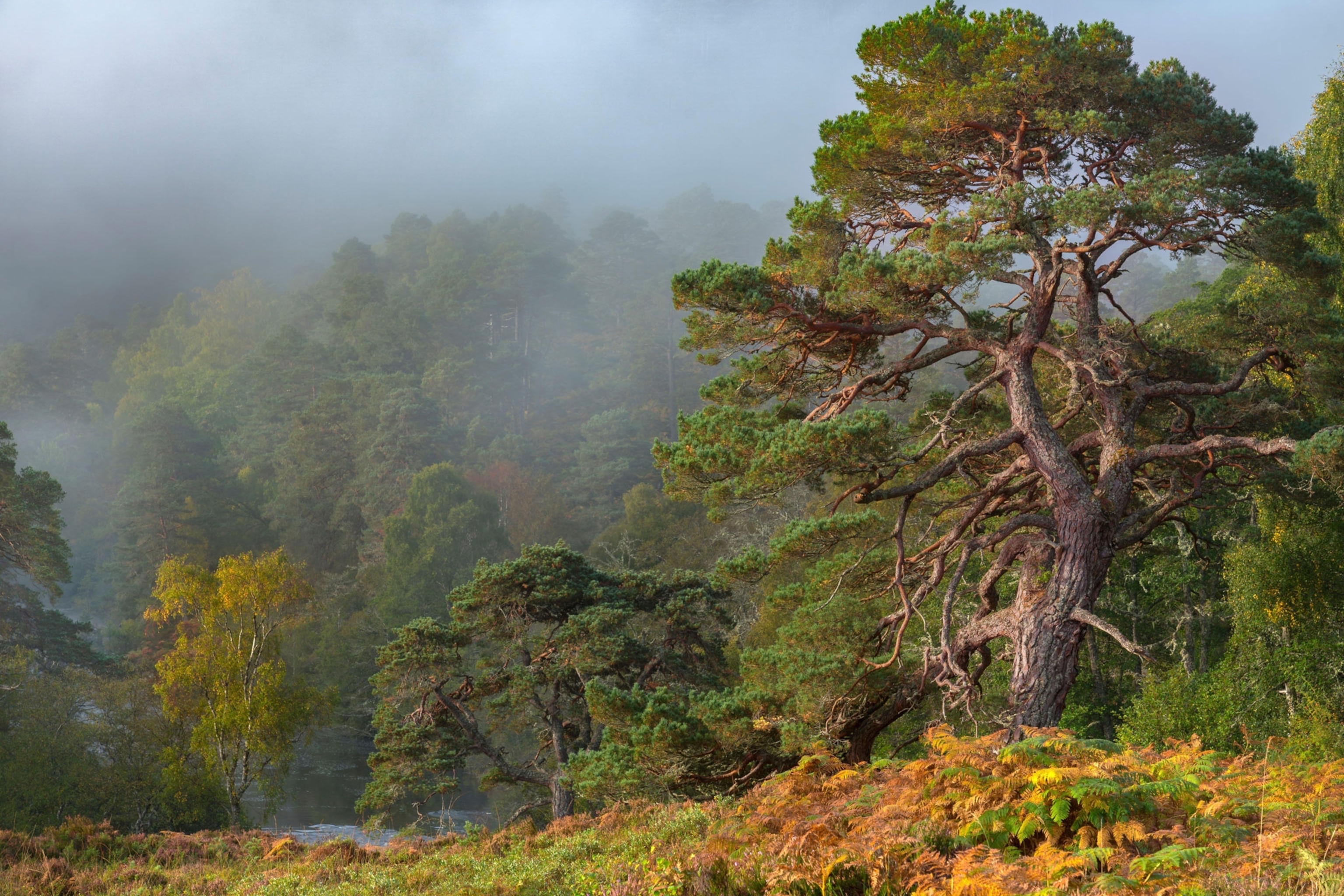 Scotland’s ‘Great Wood’: Was the legendary forest real?