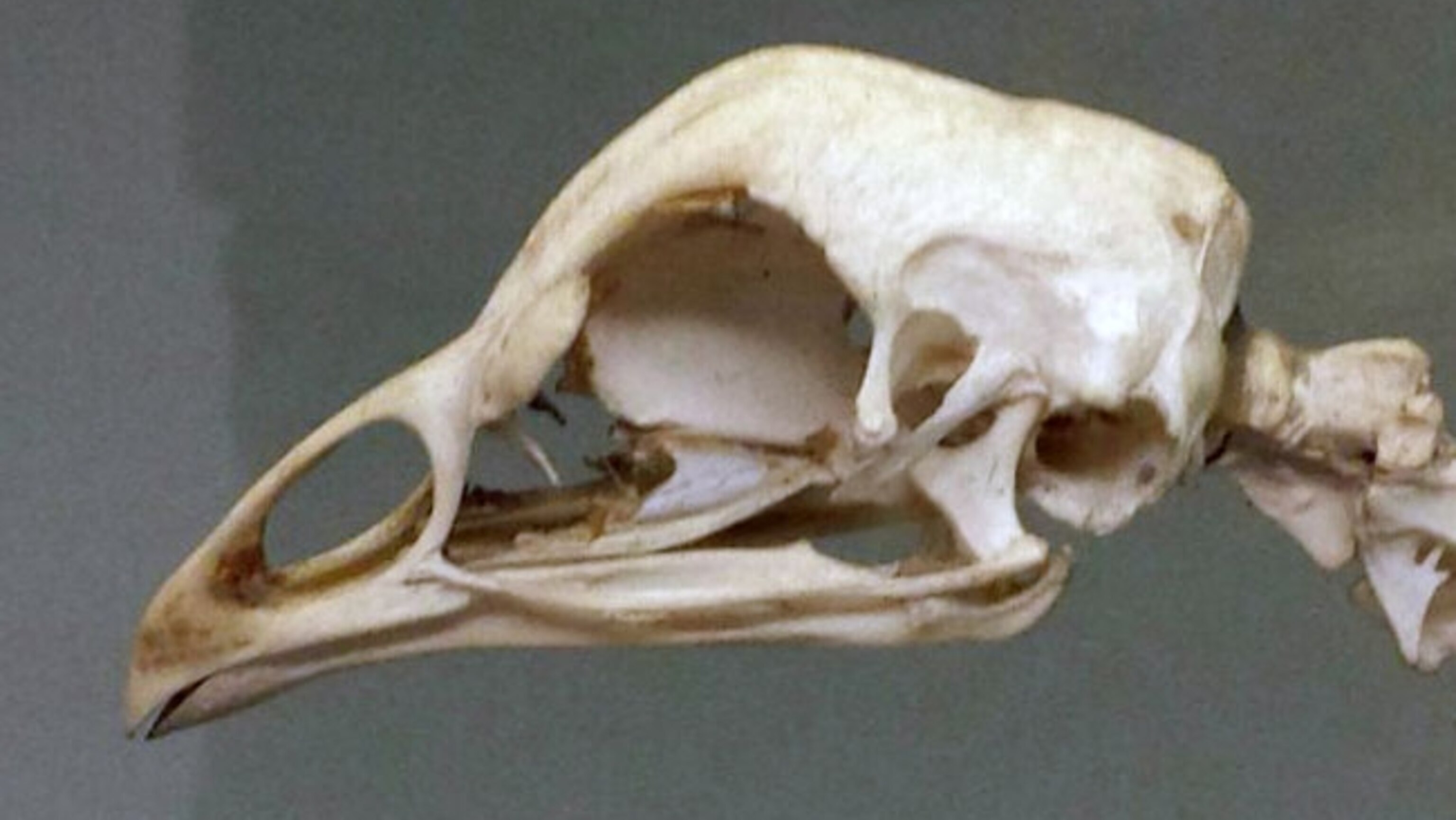 Surprise! Well-Studied Dinosaur Actually Had a Cock’s Comb