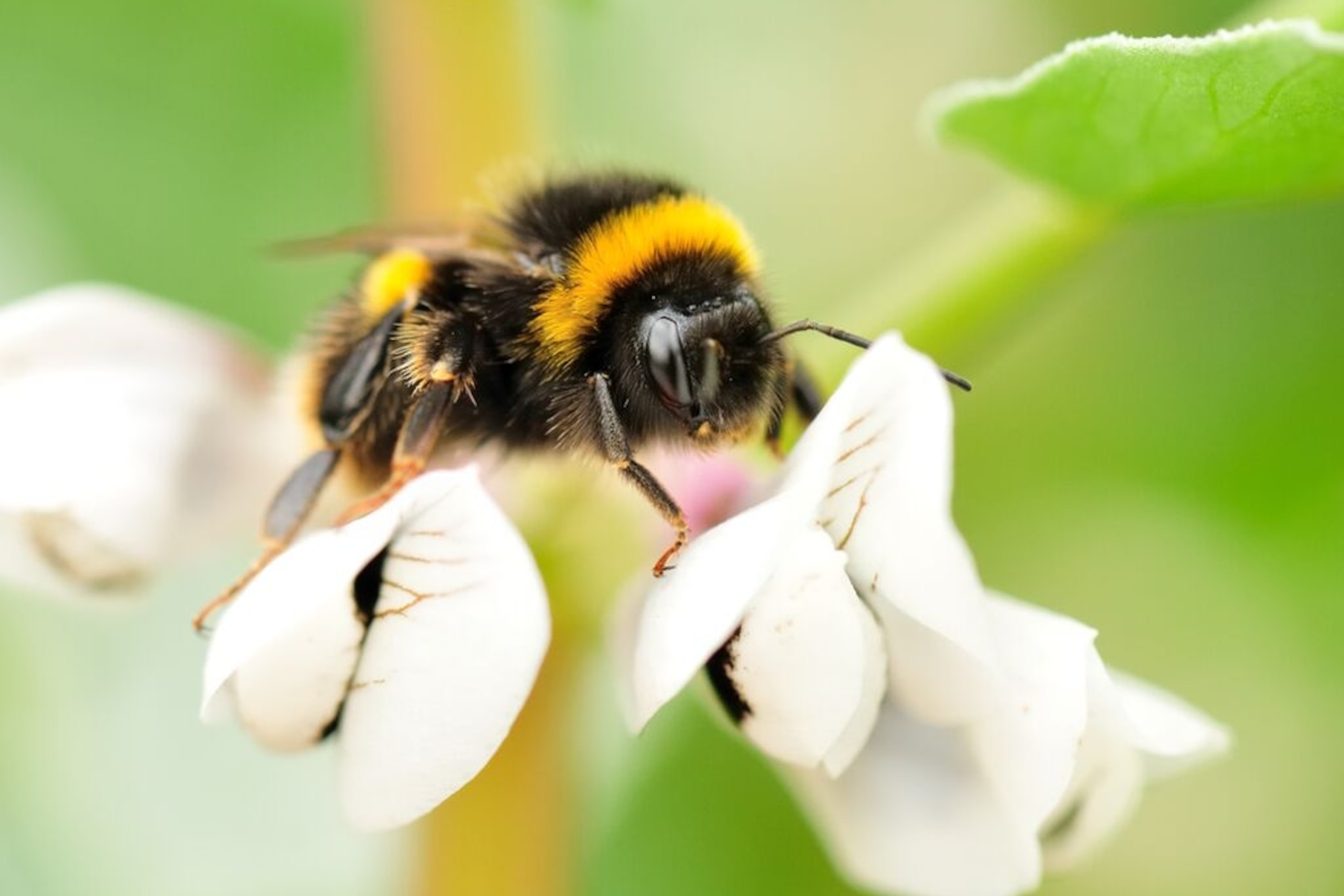 To Grow More Crops, Cultivate the Birds and Bees