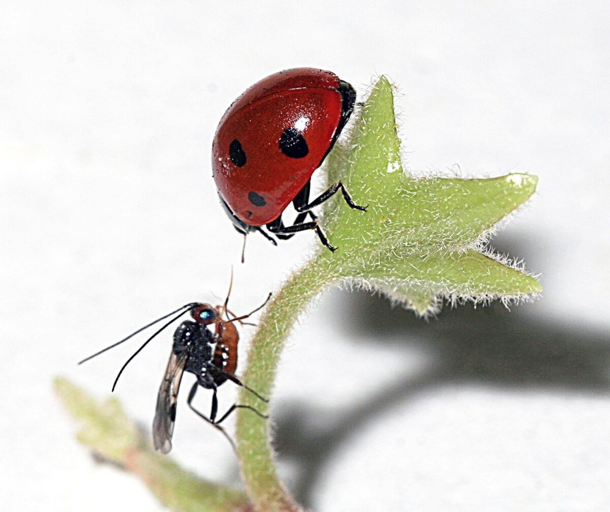 Pictures: Wasps Turn Ladybugs Into Flailing "Zombies"