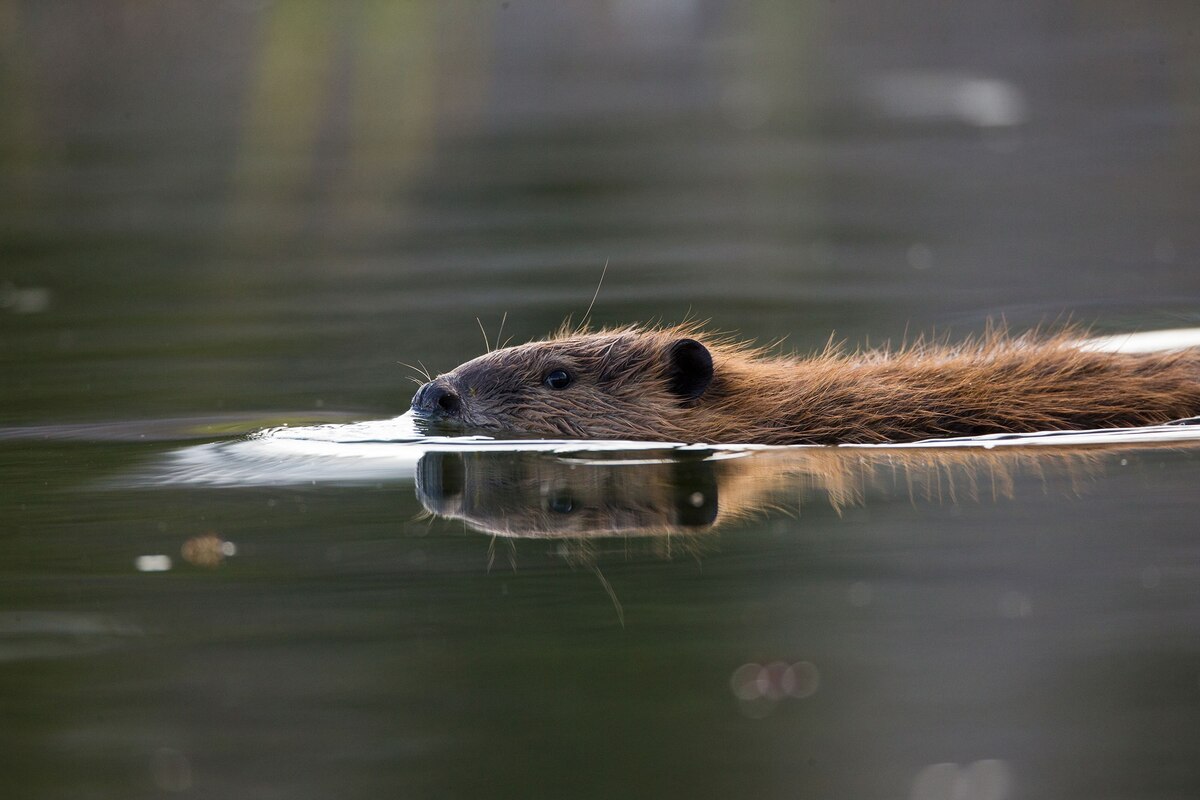 Beavers are Back, in a Conservation Success Story