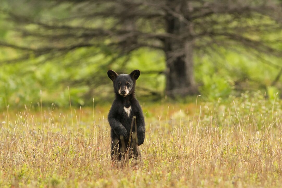 American Black Bear Cubs