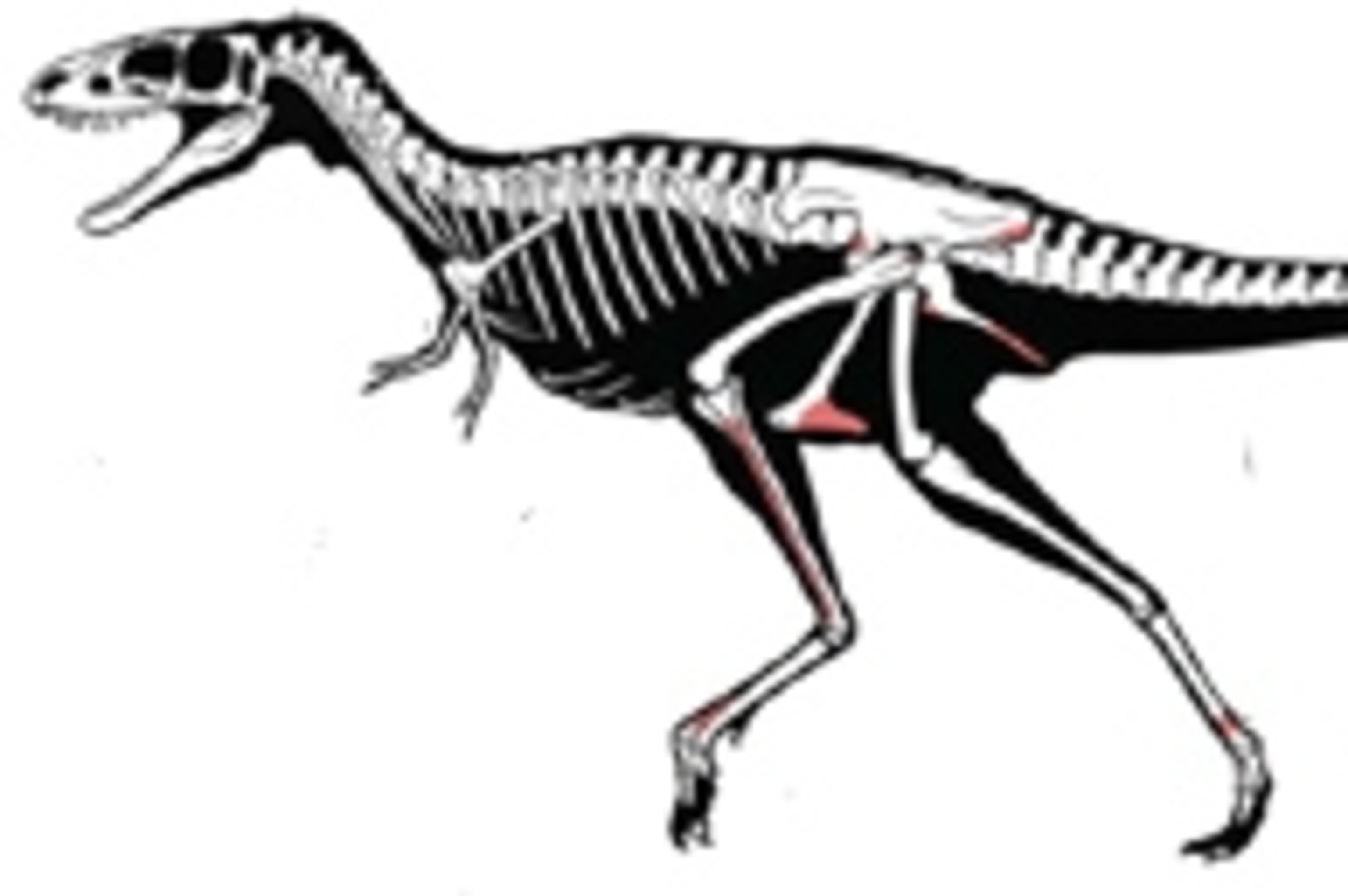 Raptorex shows that T.rex body plan evolved at 100th the size