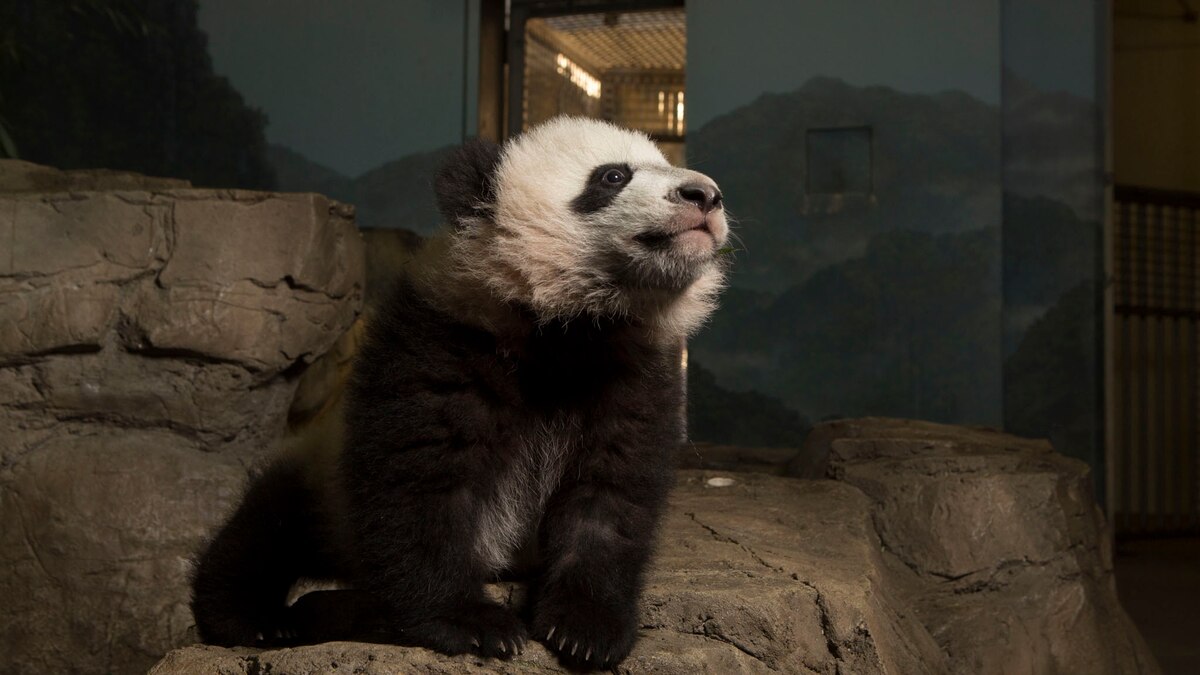 Exclusive: Watch Bei Bei the Zoo Panda Cub Grow Up | National Geographic