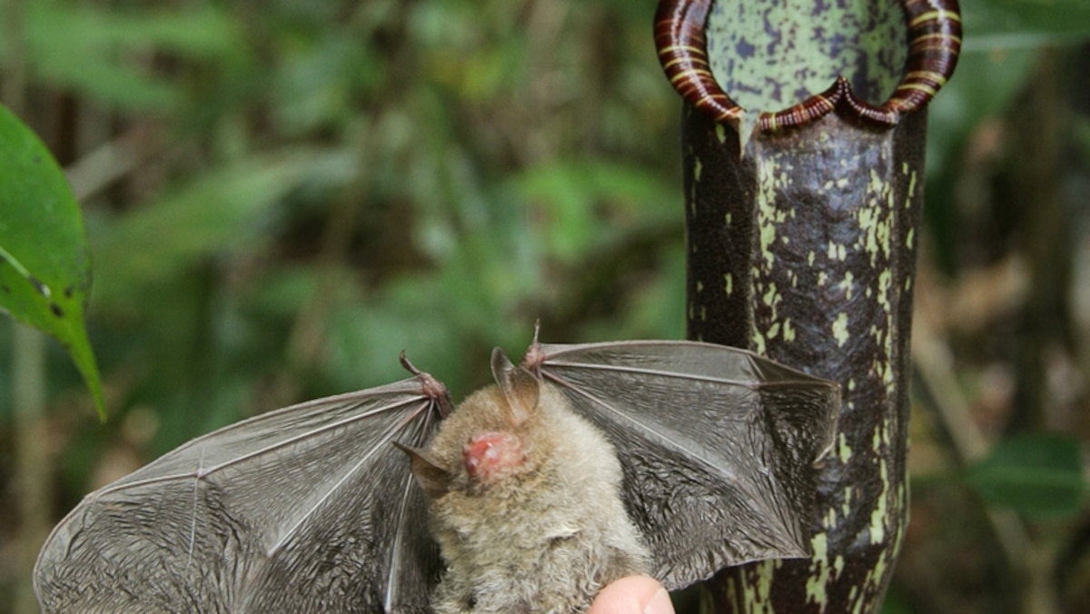 Bat Uses Pitcher Plant as Toilet; Plant Benefits | National Geographic