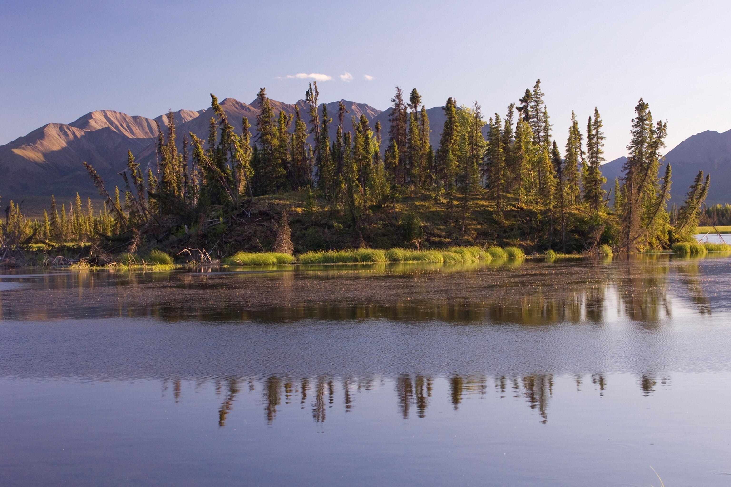 Drunken Trees: Dramatic Signs of Climate Change