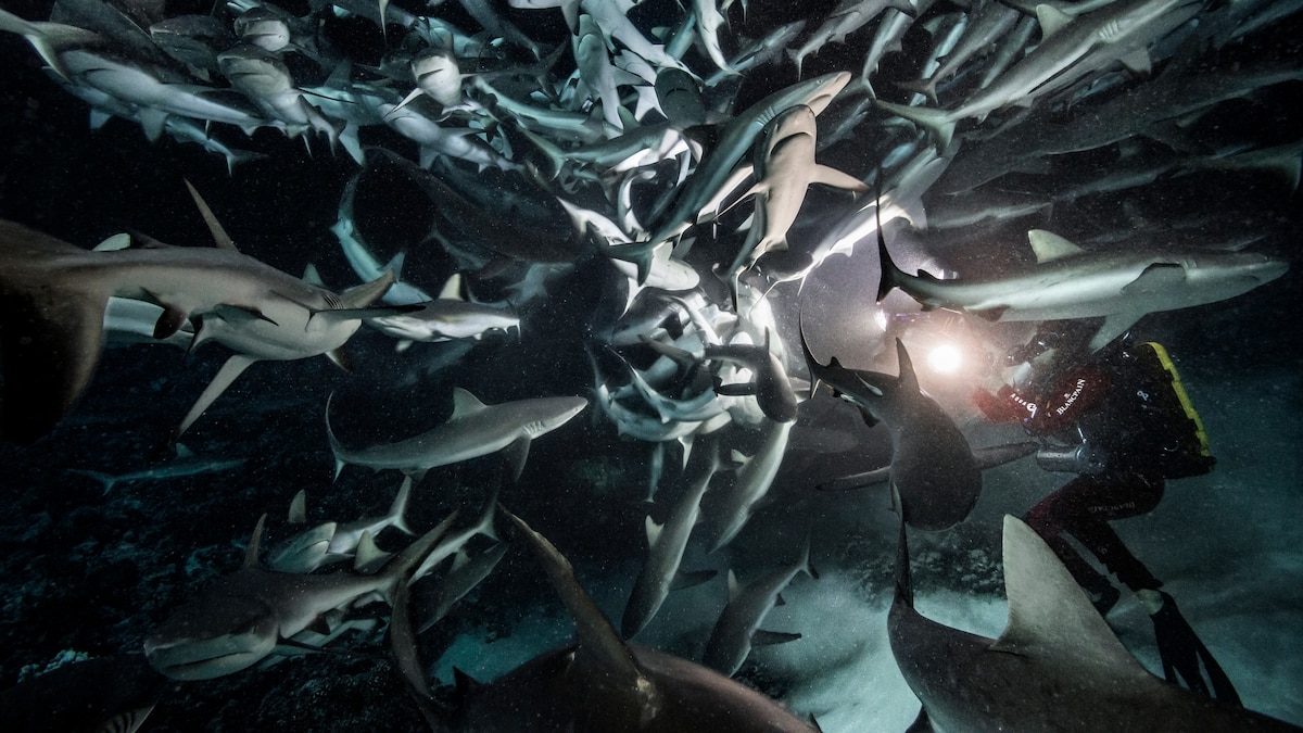 Here’s what it’s like to dive through French Polynesia’s shark alley ...