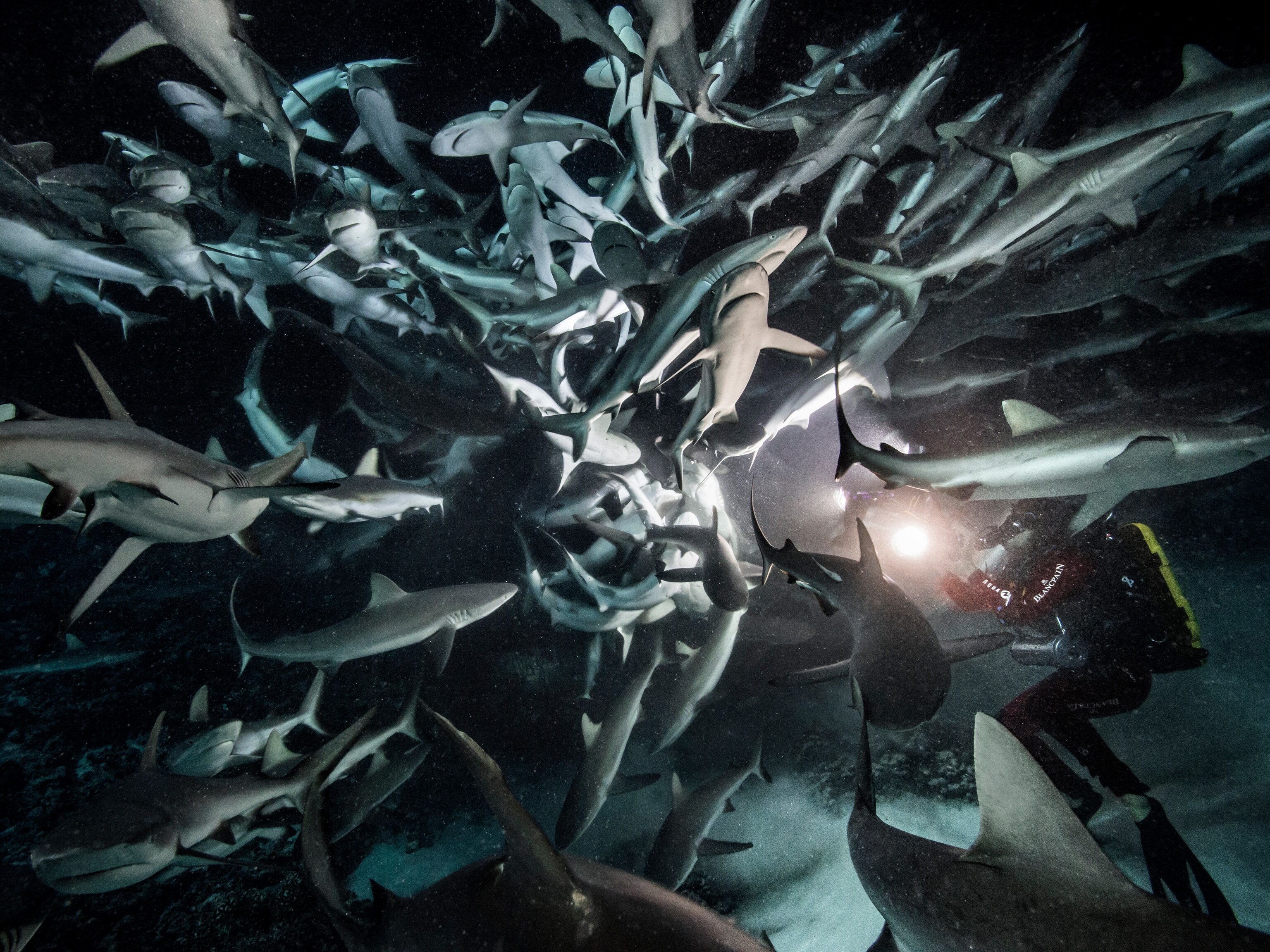 11 Incredible Pictures Reveal Hidden Underwater World