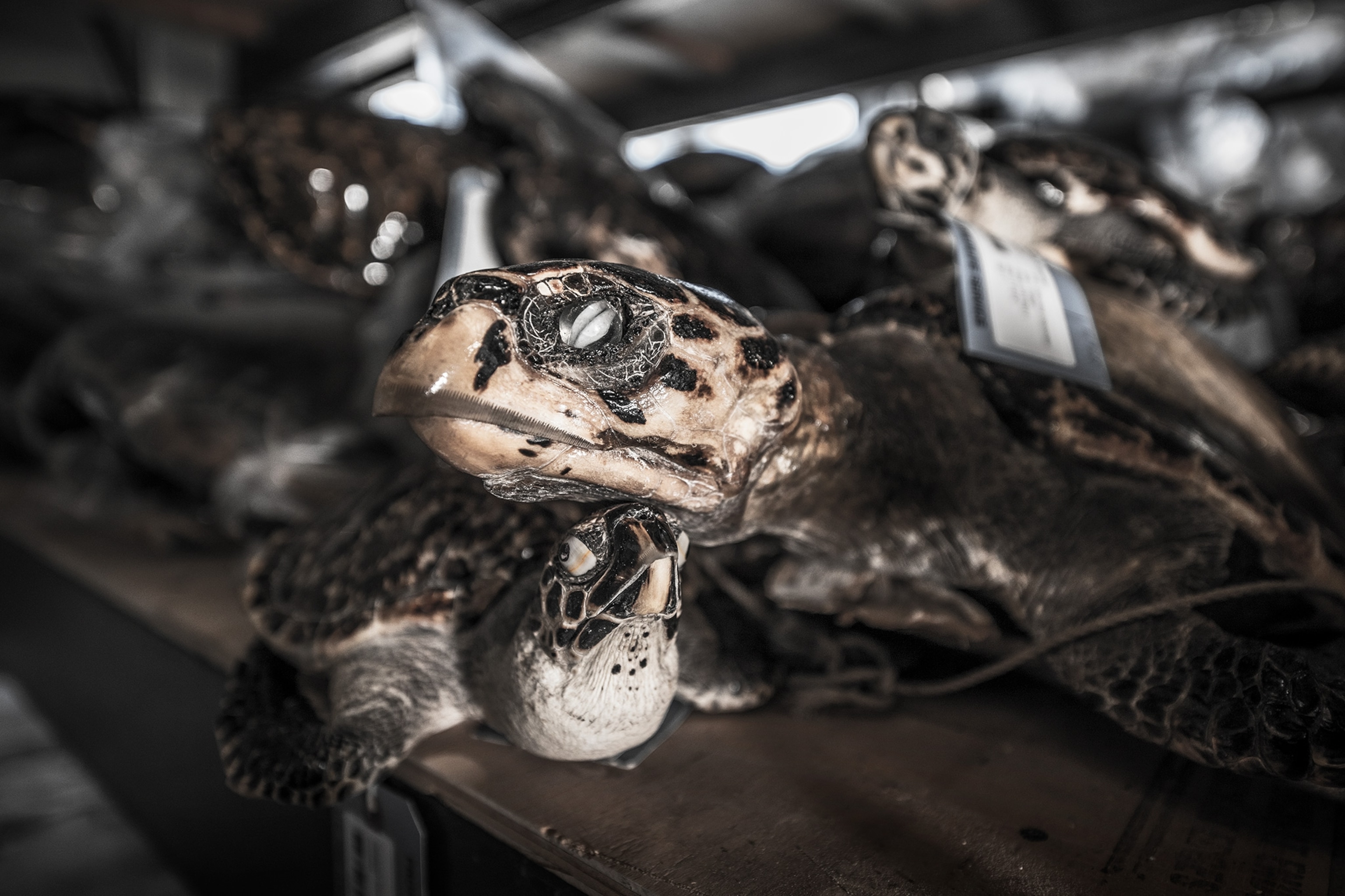 Endangered hawksbill turtle shell trade is much bigger than scientists ...
