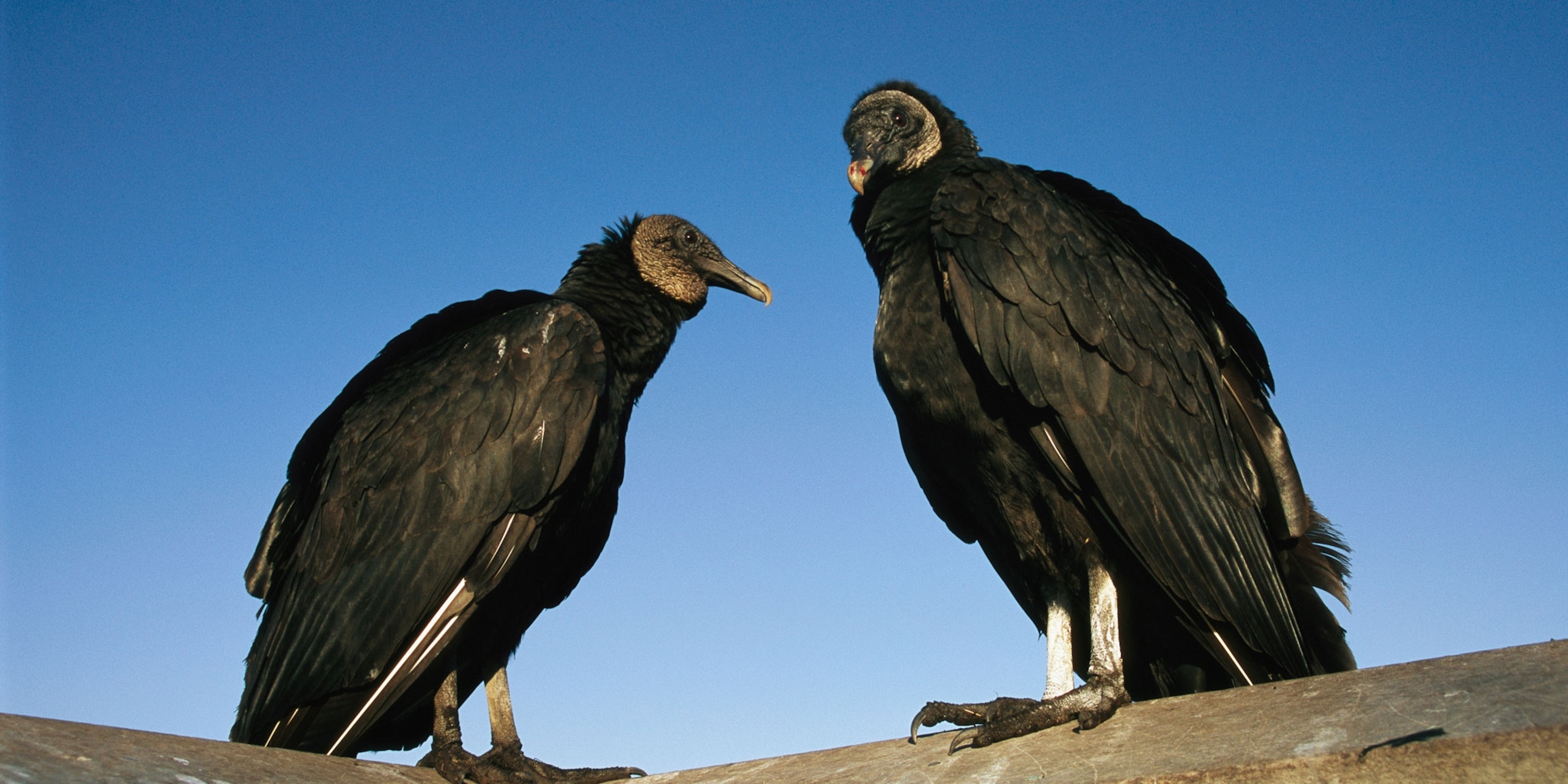 Vulture Bird Eating Human