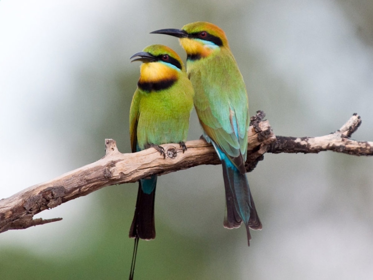 Near Passerine Pictures - National Geographic