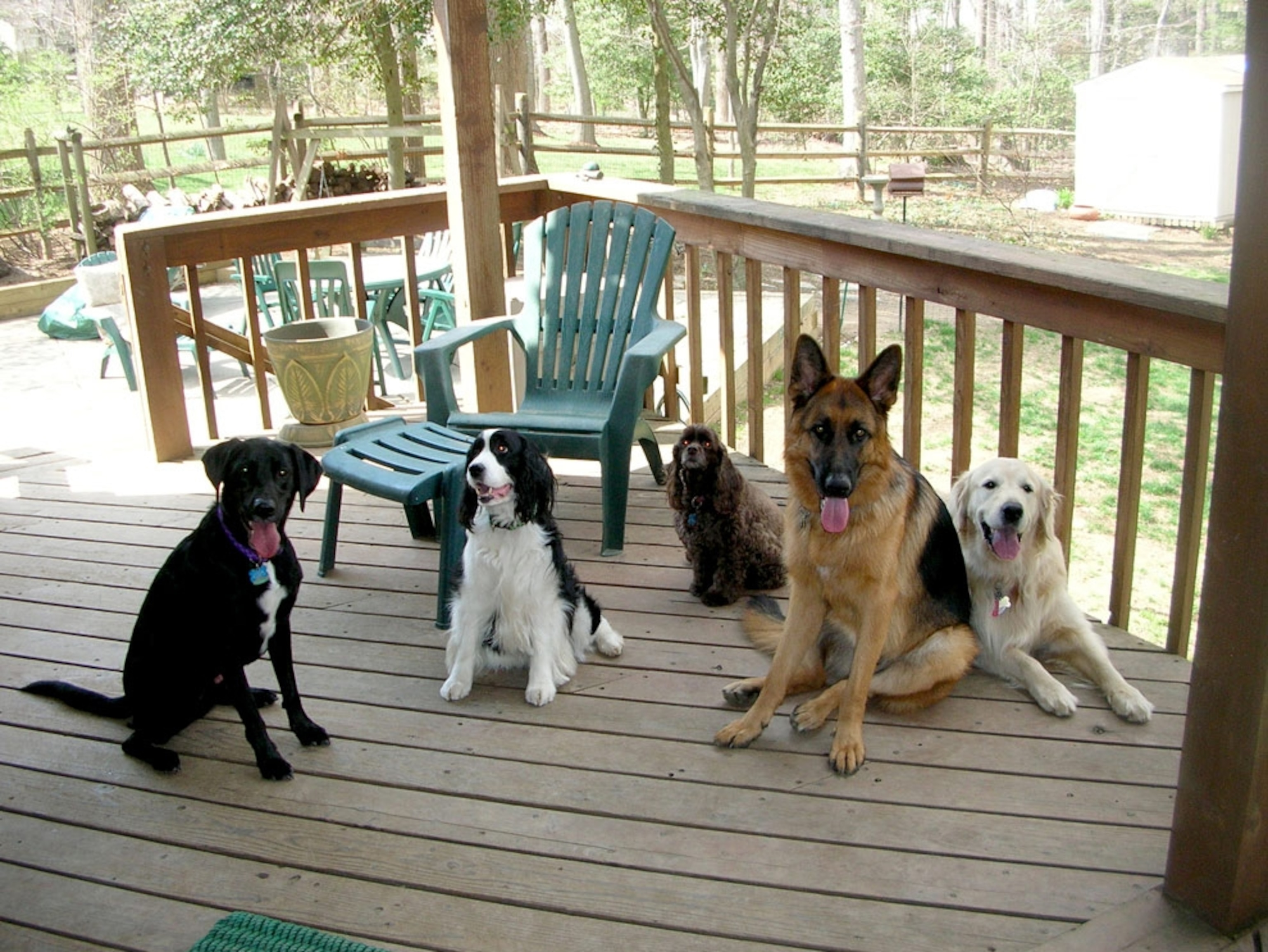 Dog Pictures - National Geographic