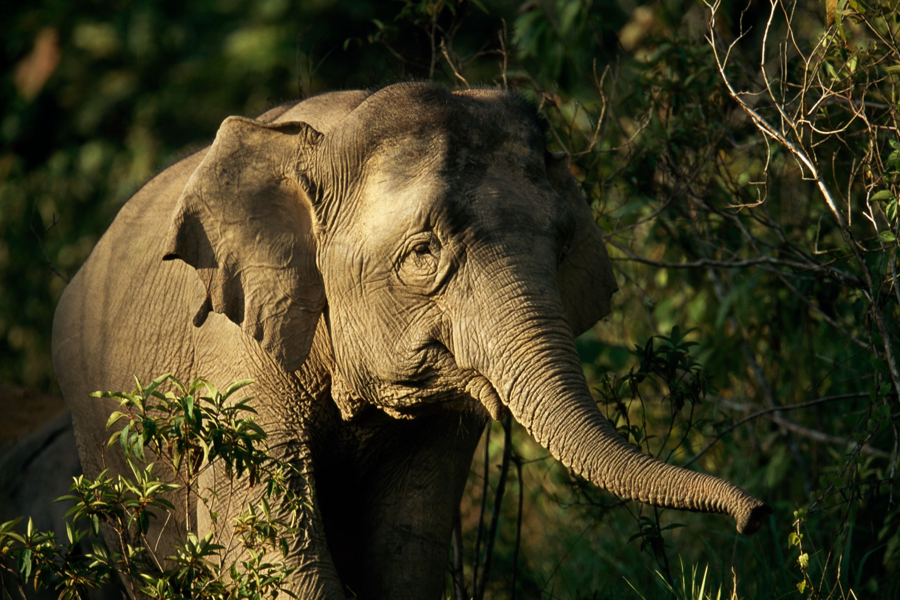 Asian Elephants Are Now Being Killed for Their Skin in Myanmar