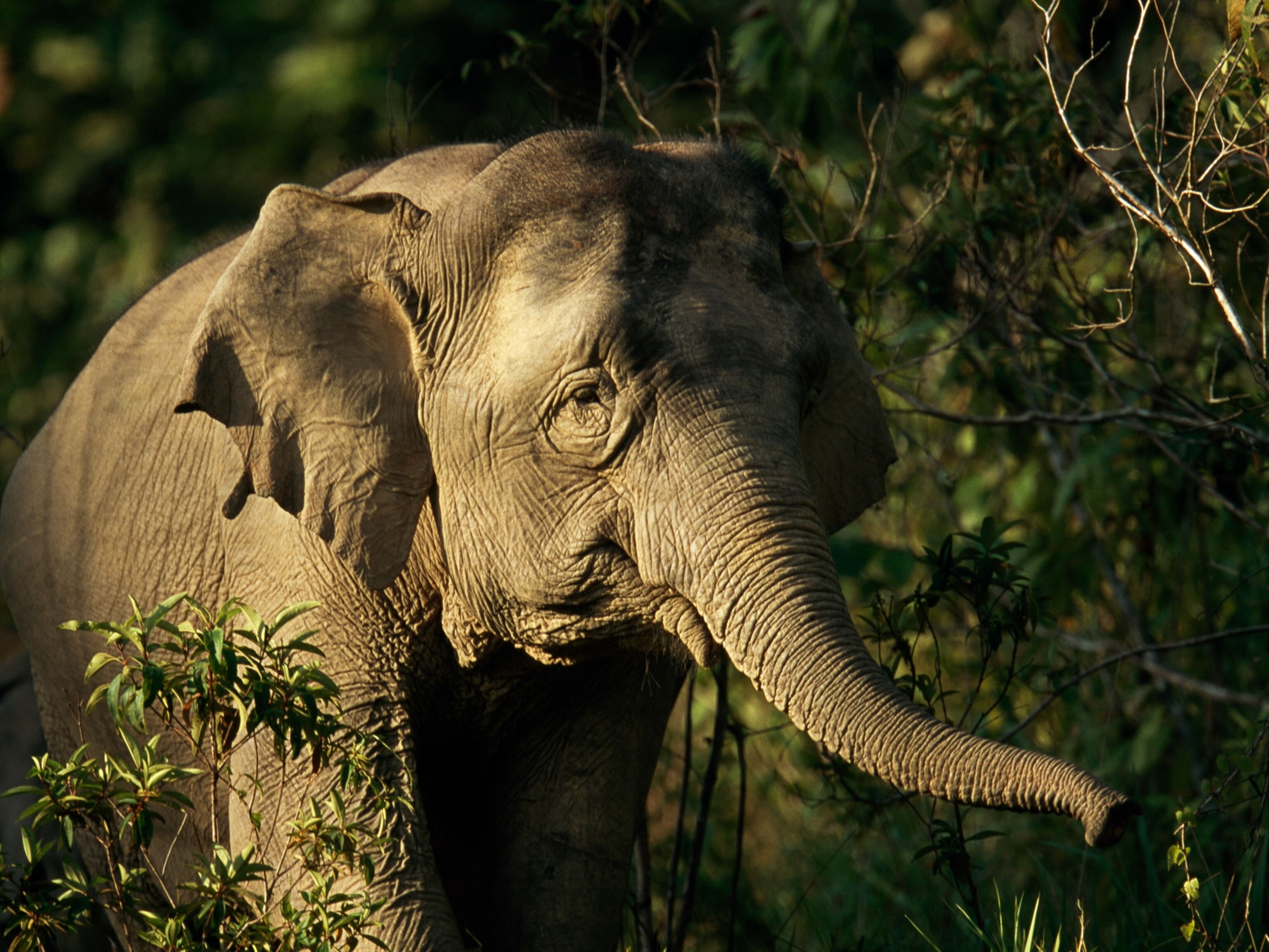 Asian Elephant Face