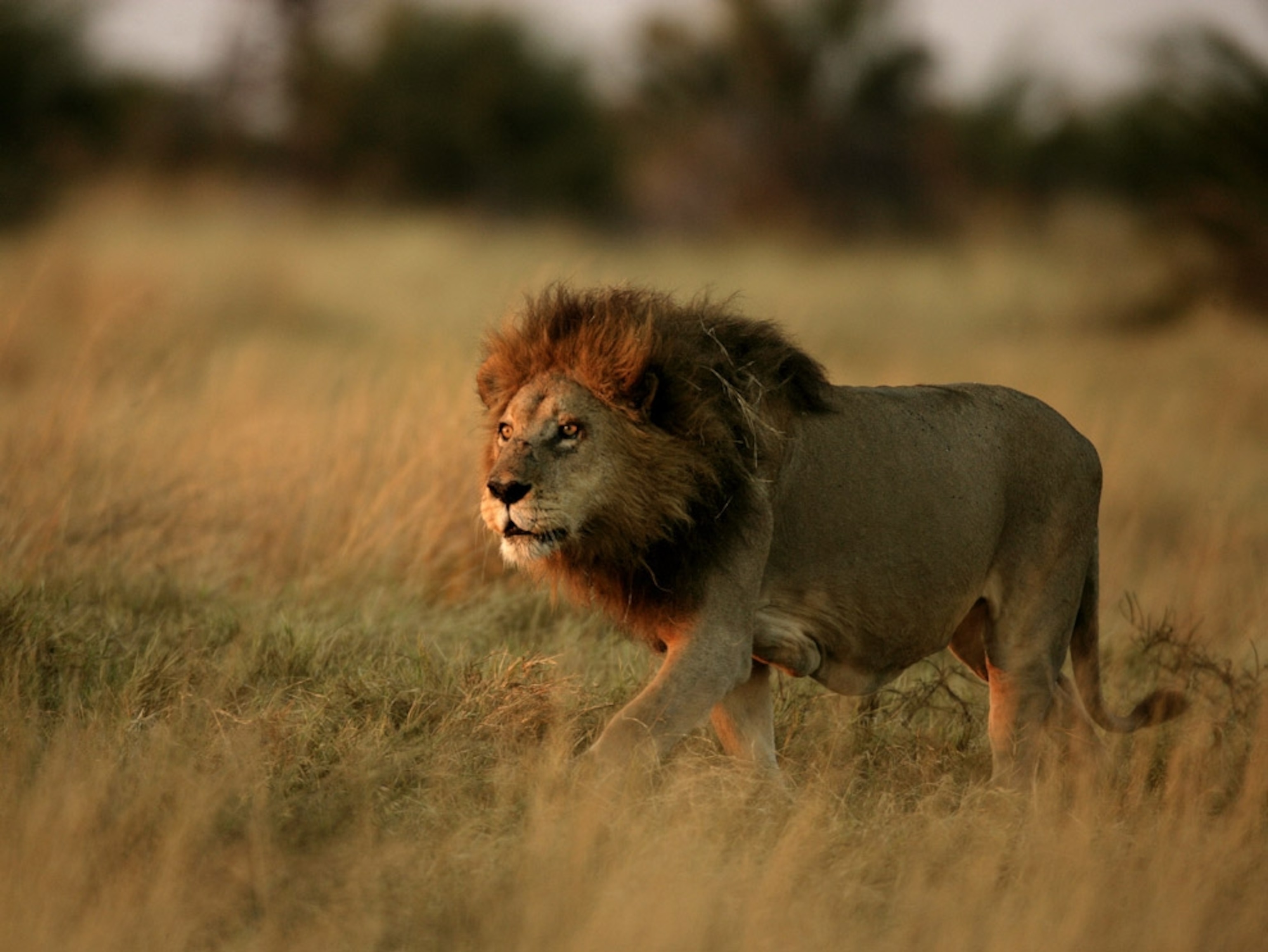 African lion attacks pangolin in extremely rare video