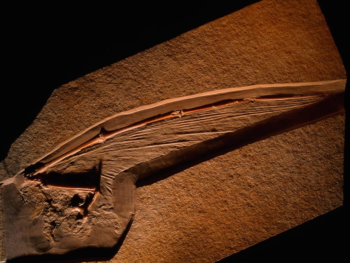 Pterosaurs Article, Pterosaurs Information, Facts -- National Geographic