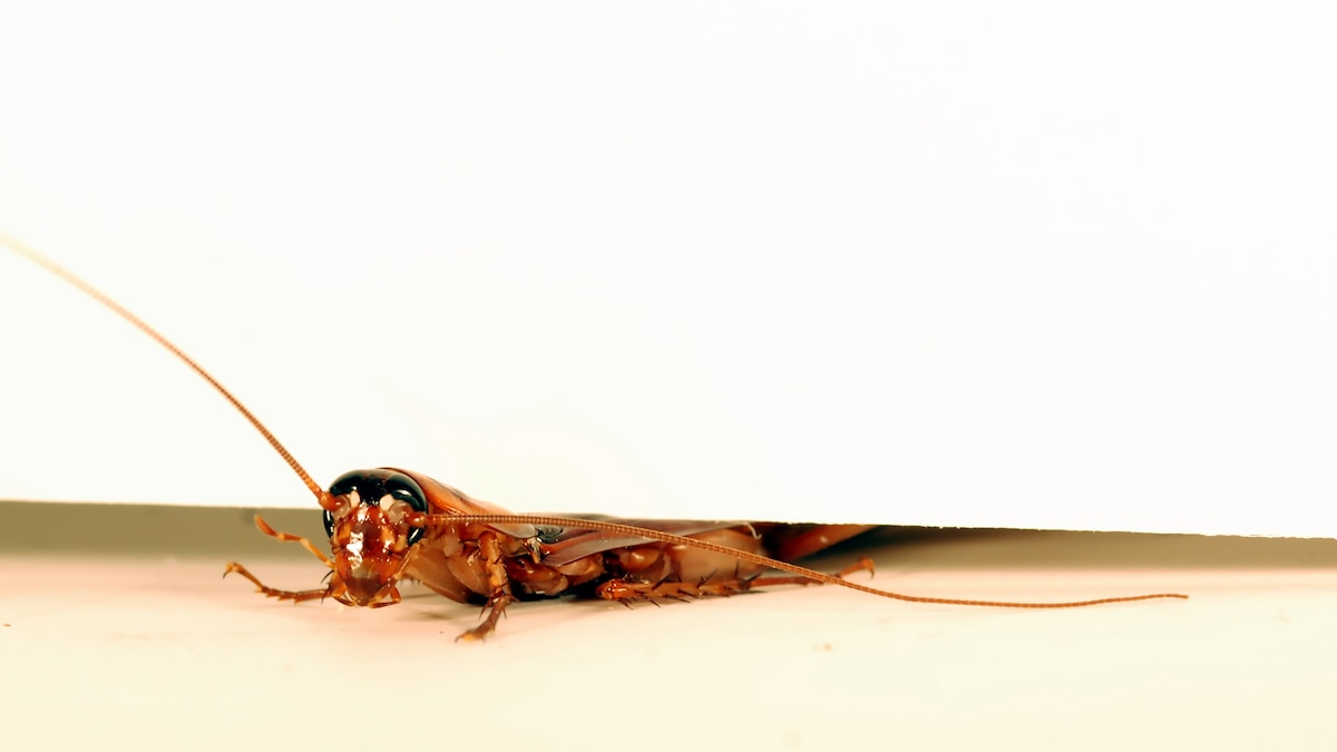 Amazing Video Reveals Why Roaches Are So Hard to Squish | National ...