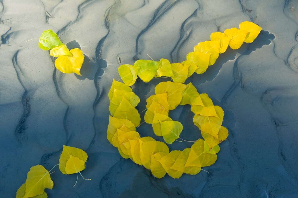 Life in Color: Yellow, Yellow Pictures -- National Geographic