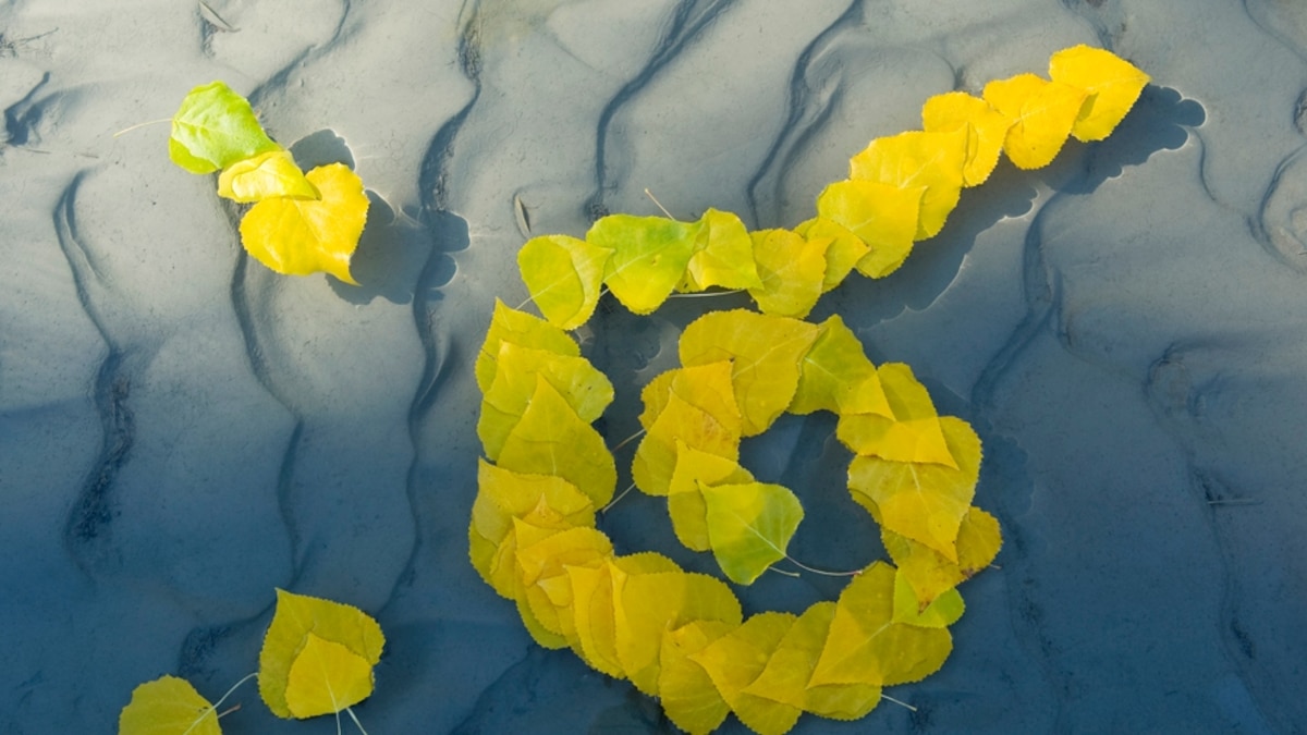 Life in Color: Yellow, Yellow Pictures -- National Geographic ...