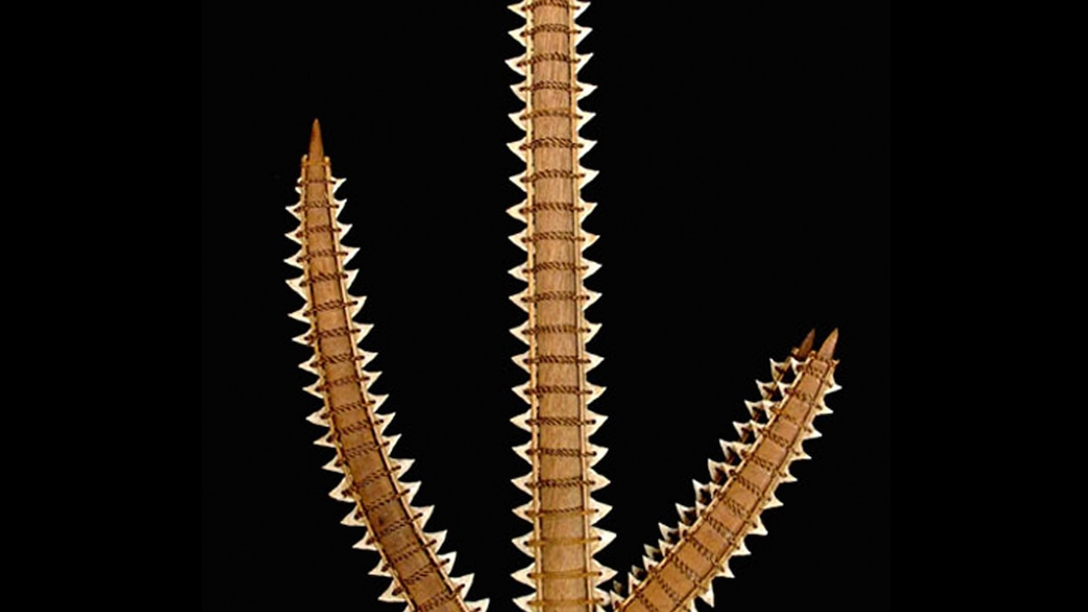 Shark-Tooth Weapons Reveal "Lost" Shark Species | National Geographic