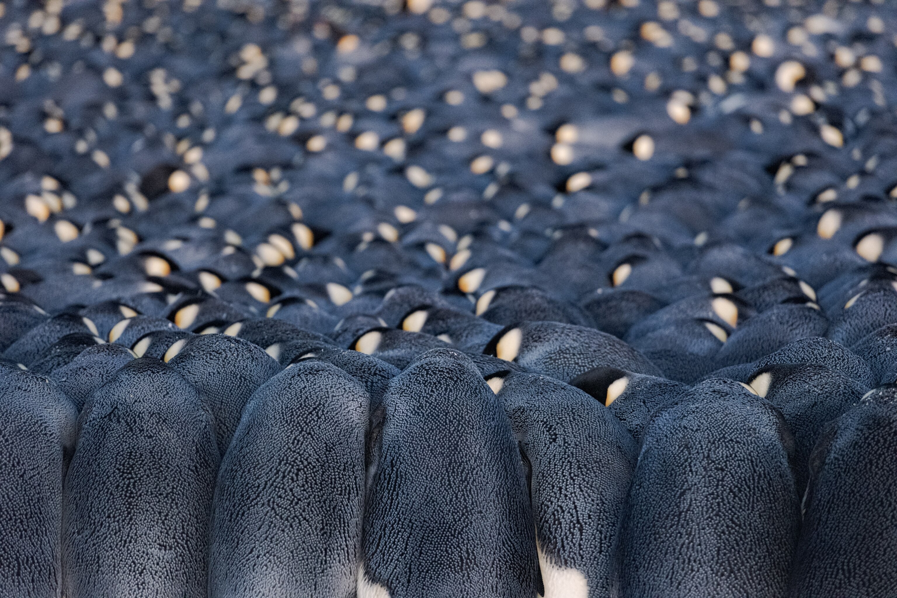 As ice melts, emperor penguins march toward extinction